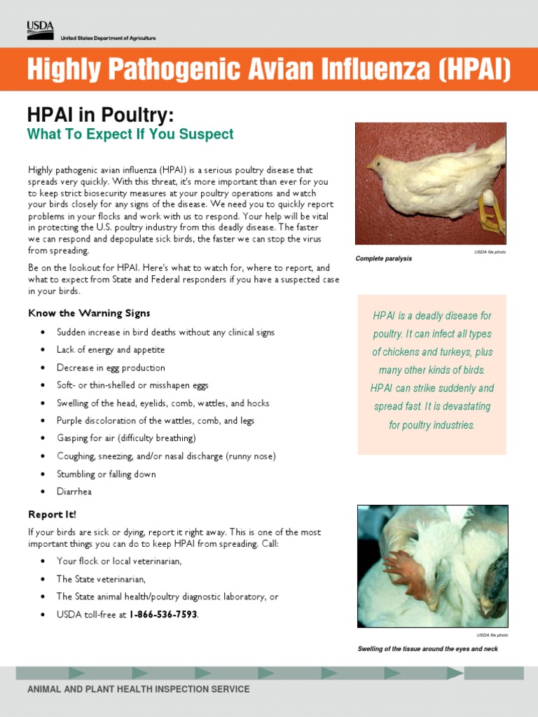 Hpai Flyer | PDF | Avian Influenza | Diseases And Disorders