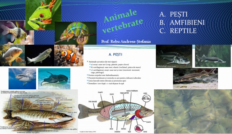 Pesti, Amfibieni Și Reptile - MeWe | PDF