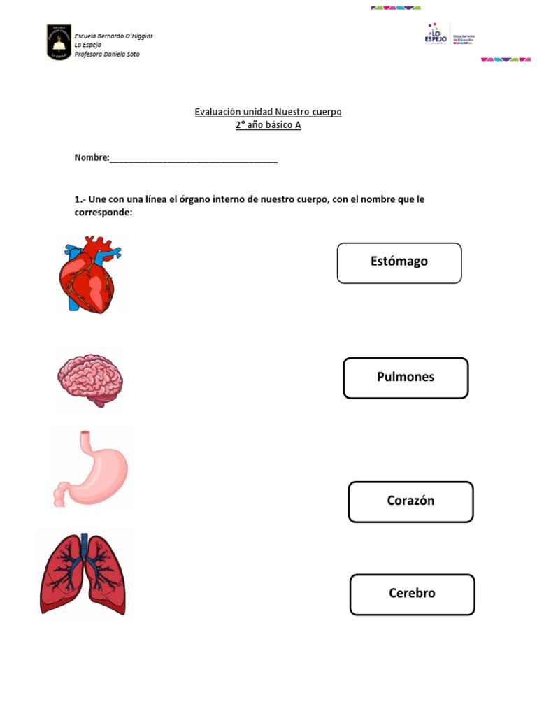 Evaluación Unidad Nuestro Cuerpo | PDF | Músculo esquelético | Digestión
