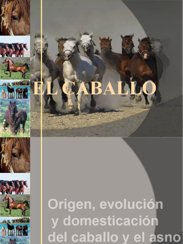 Origen y evolución del caballo | PDF | Caballos | Equus (Género)