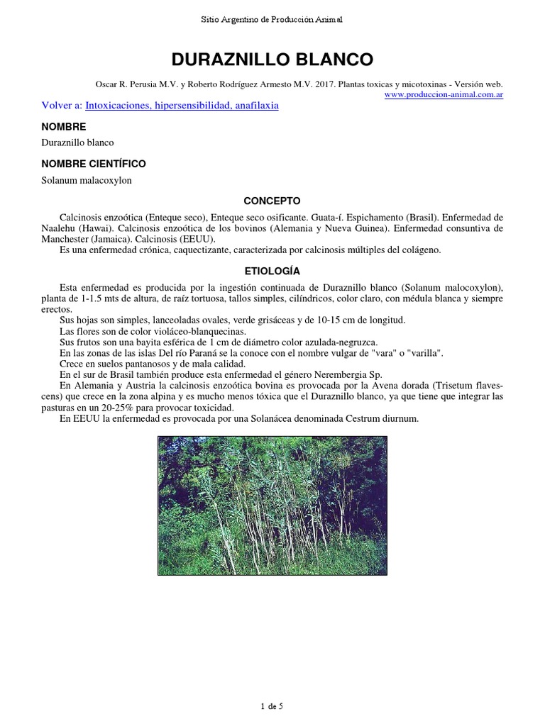 Duraznillo Blanco | PDF | Calcio | Hueso