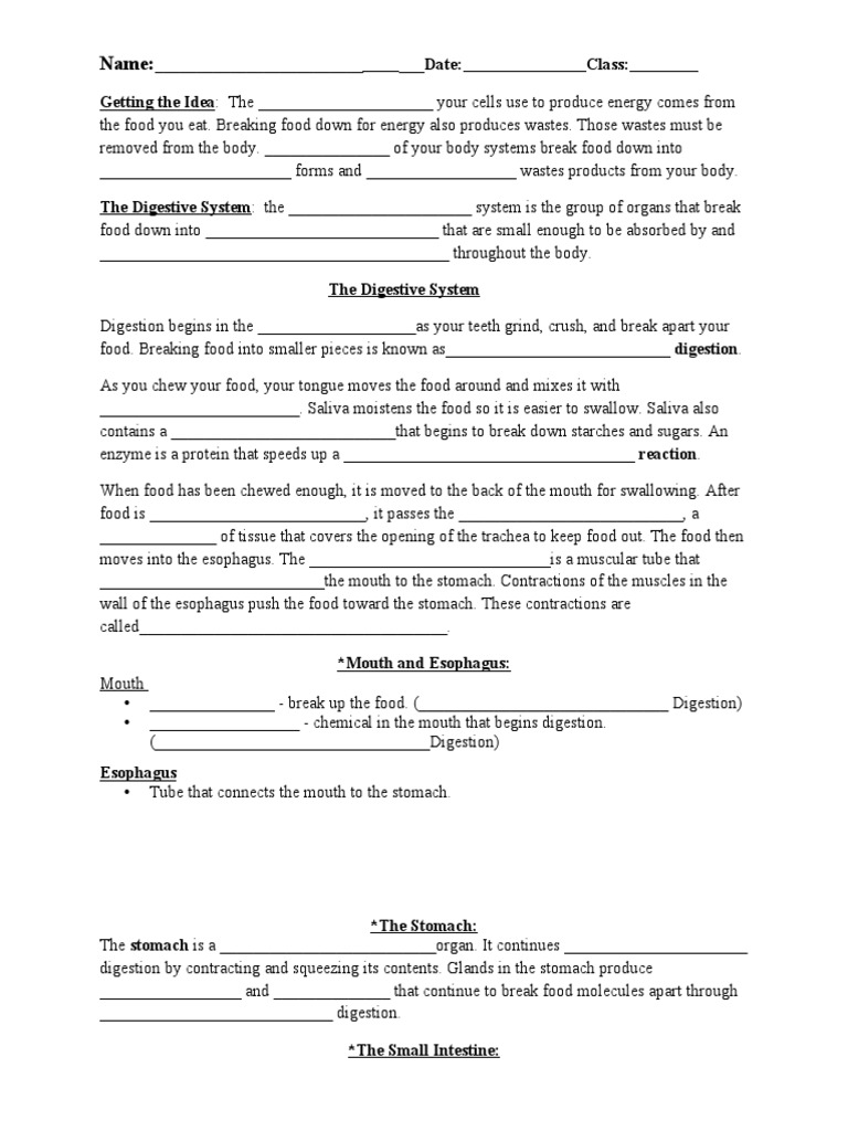 Digestive System Guided Notes | Download Free PDF | Digestion | Human ...