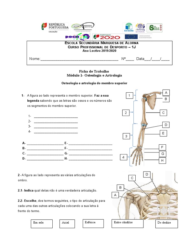 Ficha Estudo Do Movimento Membro Superior | PDF