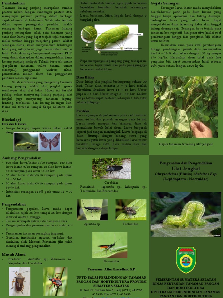 LEAFLET 9 Pengenalan Dan Pengendalian Ulat Jengkal | PDF