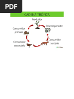 Cadena Alimenticia Acuática y Niveles Tróficos | PDF | Red alimentaria ...