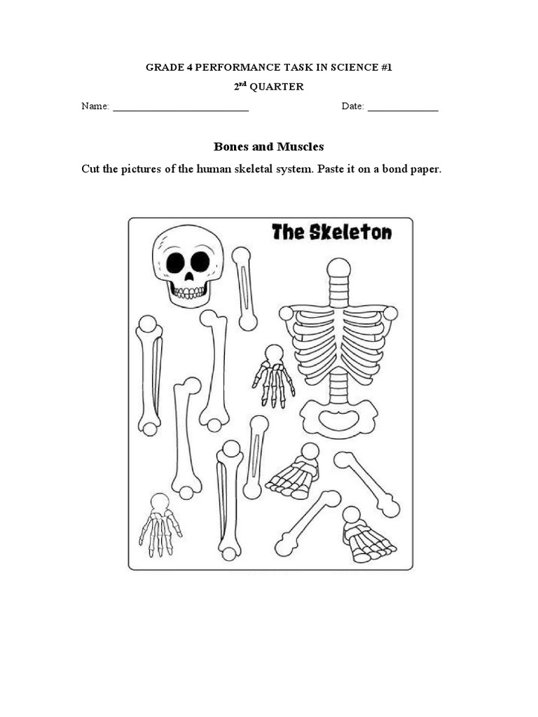 Cut The Pictures of The Human Skeletal System. Paste It On A Bond Paper ...