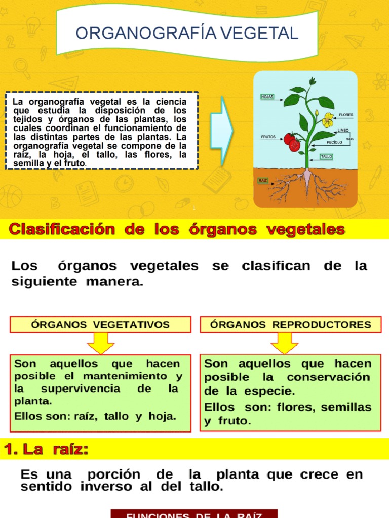 Organografia Vegetal 1 | PDF