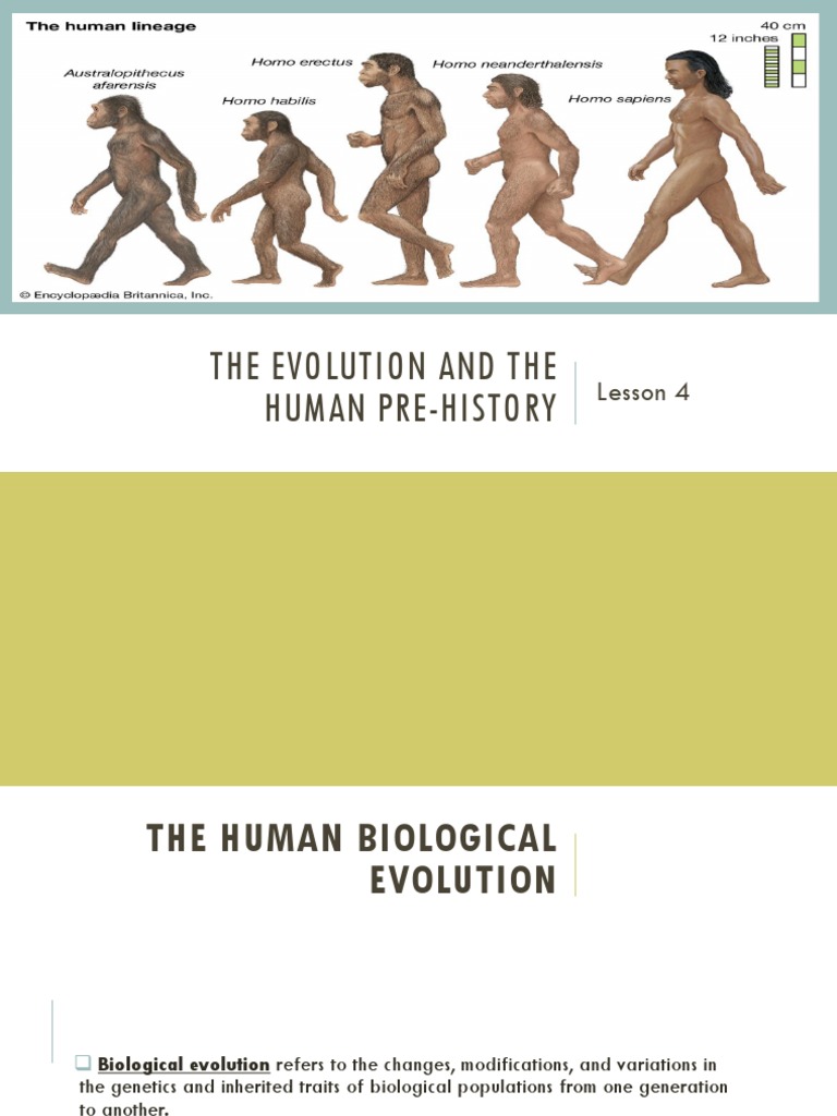 Lesson 4-The Evolution and The Human Pre History | PDF | Evolution | Homo