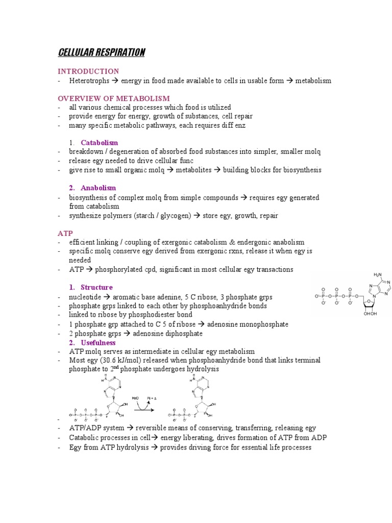 Understanding Cellular Respiration Processes | PDF