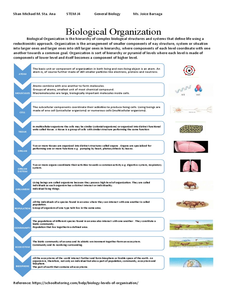 Biological Organization | PDF | Organisms | Biology