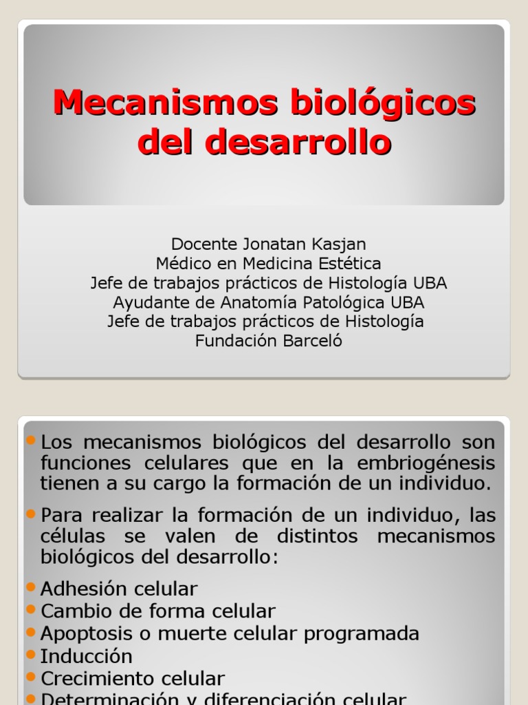 Etapas de Desarrollo | PDF | Biología Celular) | Evolución