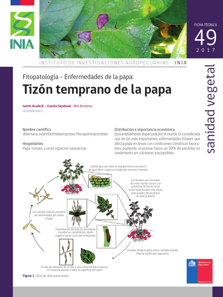 Alternaria Solani | PDF