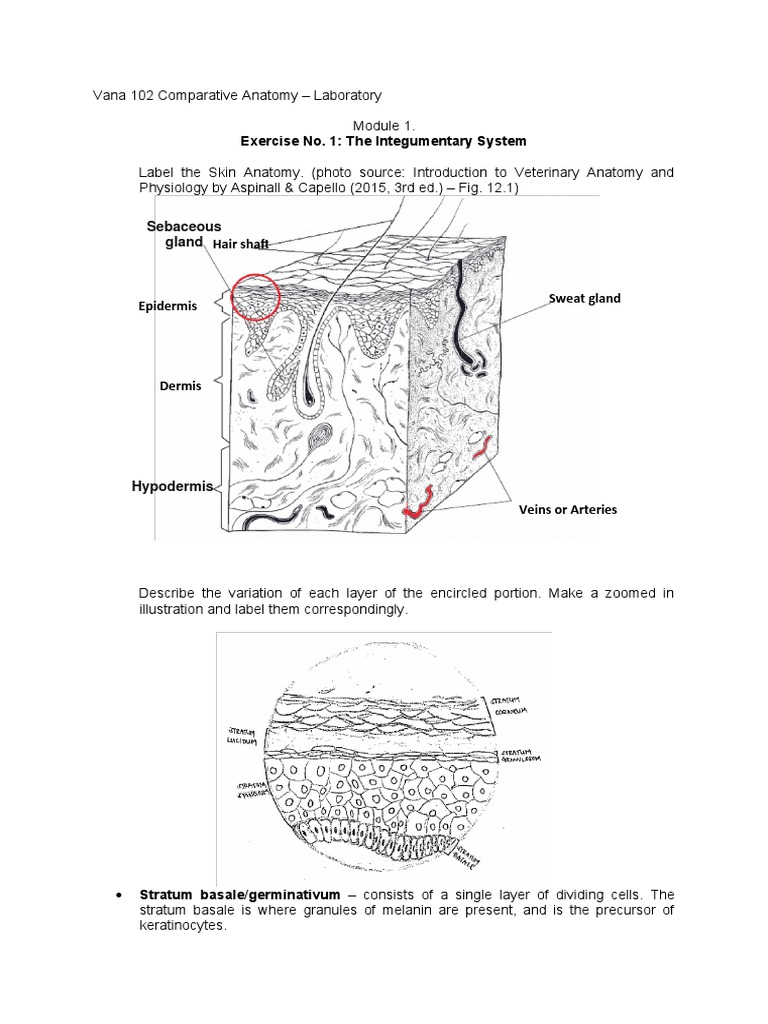 Veterinary Comparative Anatomy - Exercise - The Integumentary System ...