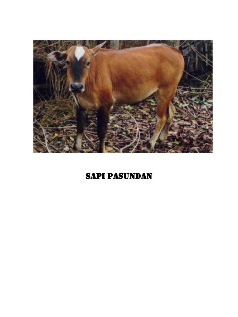 Sapi Pasundan | PDF