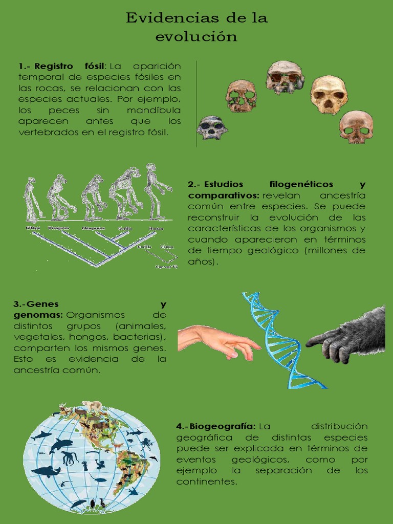 Evidencias de la Evolución Biológica | PDF | Ciencia y matemáticas