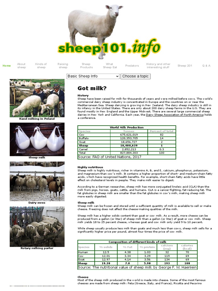 Sheep 101 - Dairy Sheep | PDF | Milk | Sheep
