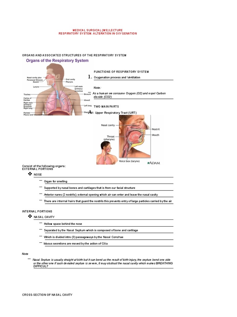 Understanding Respiratory System Functions | PDF | Respiratory Tract | Lung