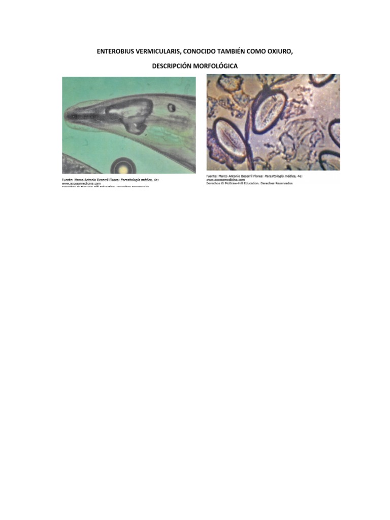 Enterobius vermicularis: Descripción morfológica, ciclo de vida ...