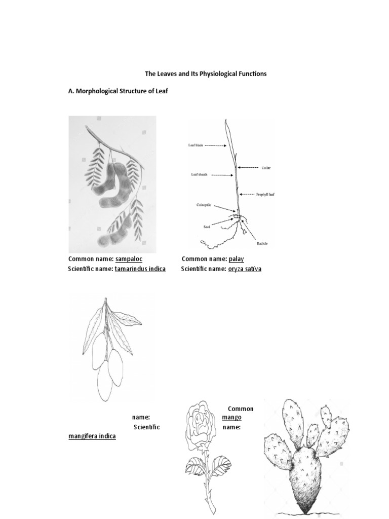 Act 8 The Leaves - Laboratory Report | PDF | Plants | Leaf