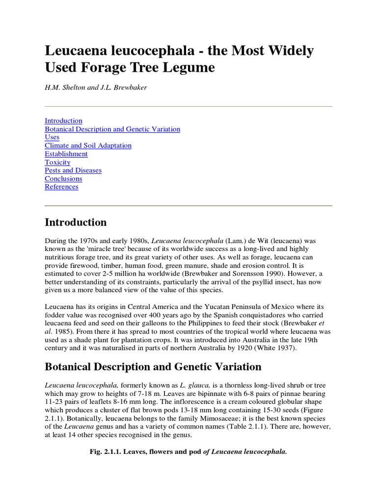 Leucaena Leucocephala Most Widely Used Forage Tree Legume Shelton and ...