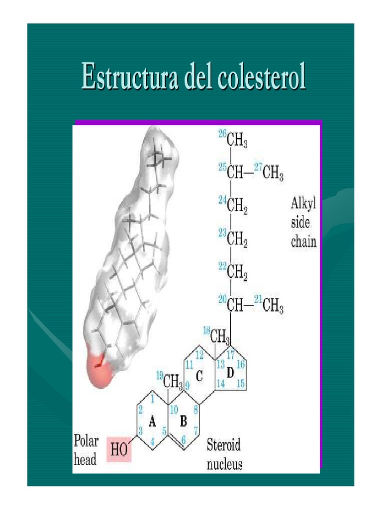 Lipidos3 ESTRUCTURA DEL COLESTEROL | PDF | Colesterol | Lipoproteína
