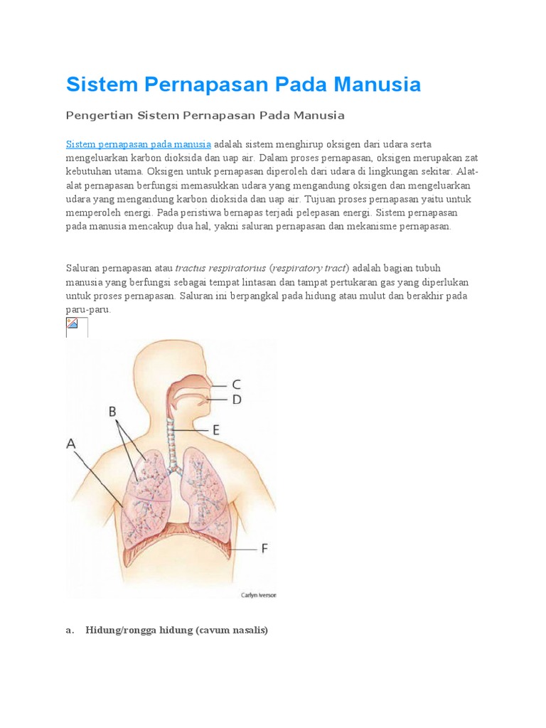 Struktur dan Fungsi Sistem Pernapasan | PDF
