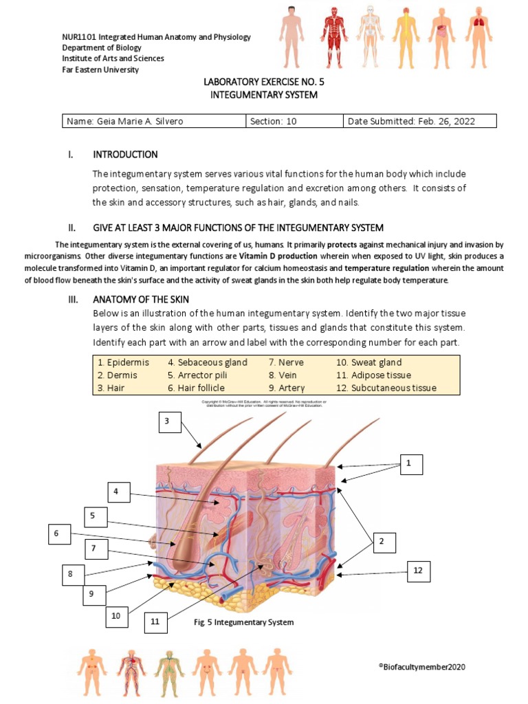 LAB EXERCISE5 INTEGUMENTARY SYSTEM C Silvero | PDF | Integumentary ...