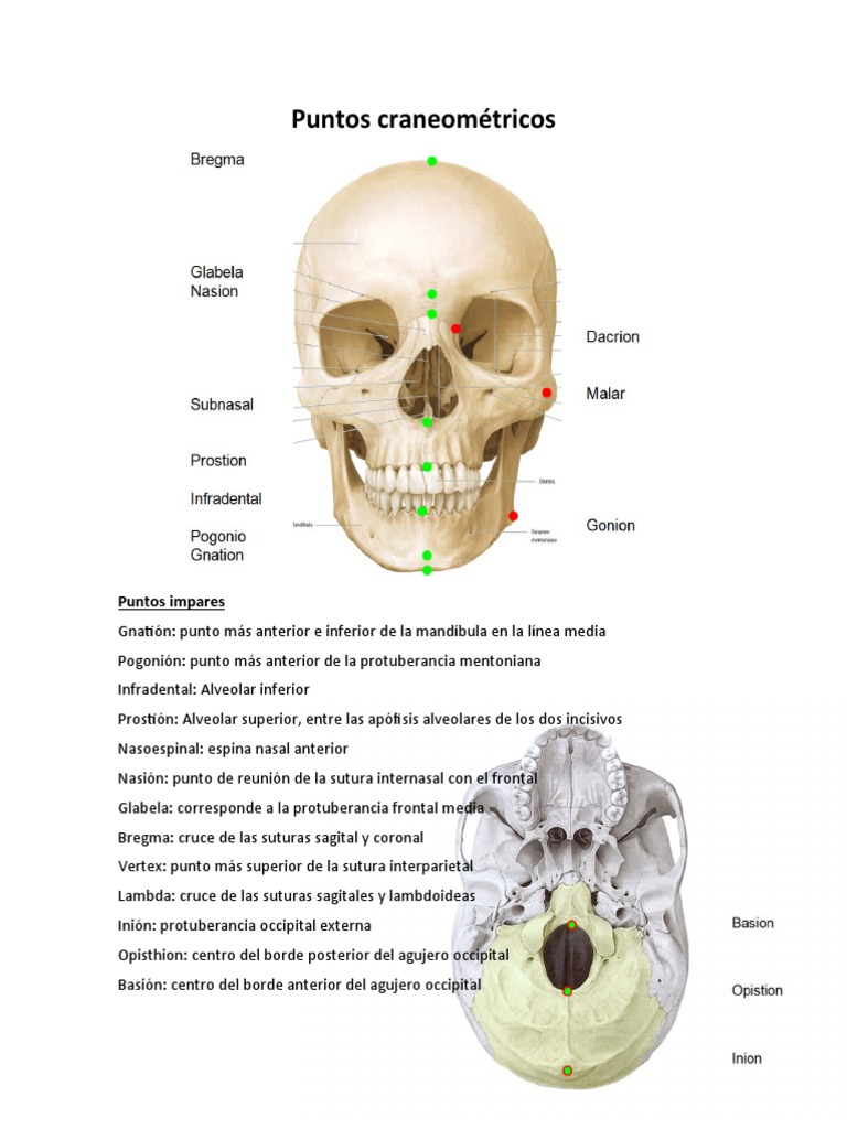 Puntos Craneométricos | PDF