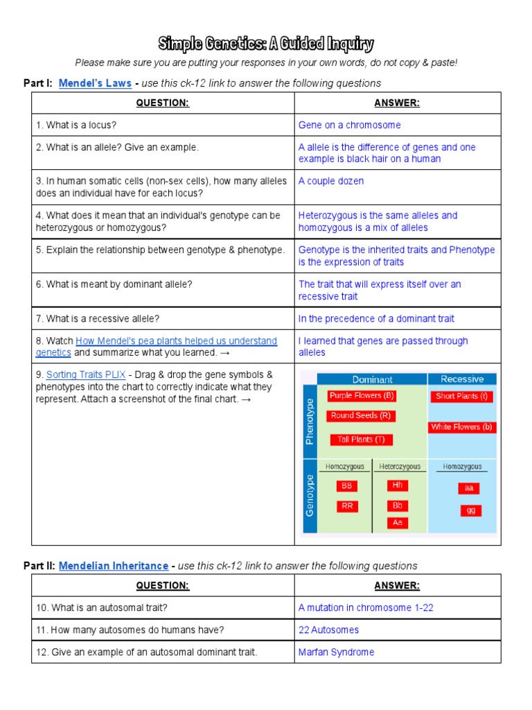 Simple Genetics - A Guided Inquiry | PDF | Dominance (Genetics) | Allele