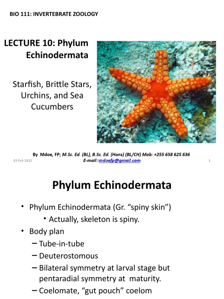 BIO 111 - LECTURE - Phylum ECHINODERMATA | PDF | Organisms | Zoology