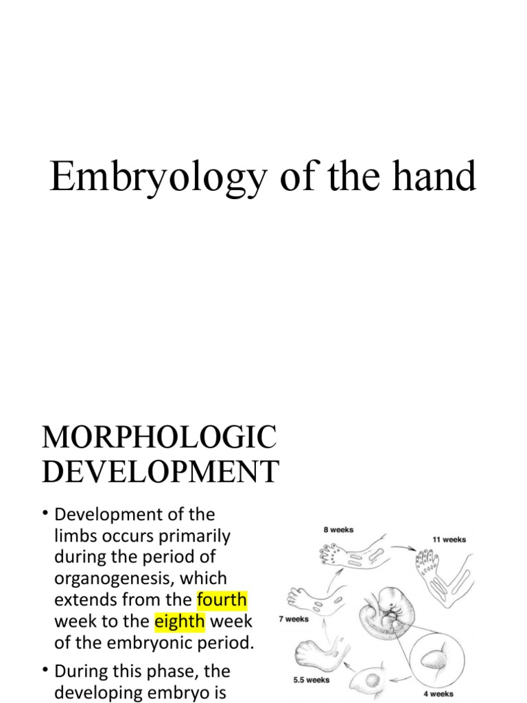 Embryology of Hand | PDF | Hand | Cartilage