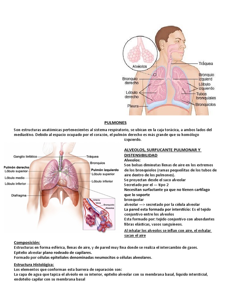 Anatomía y Función de los Pulmones | PDF | Pulmón | Tórax (anatomía humana)