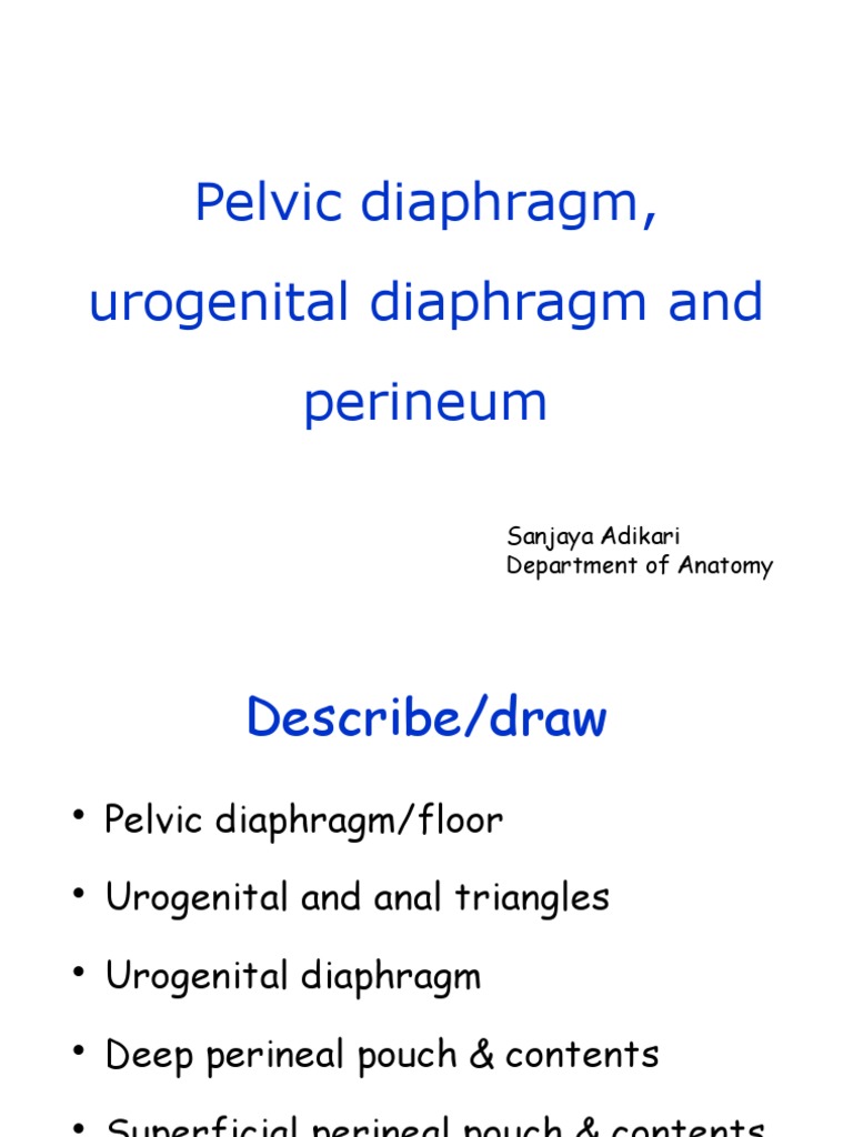 Pelvic Diaphragm, Urogenital Diaphragm and Perineum | PDF | Pelvis ...