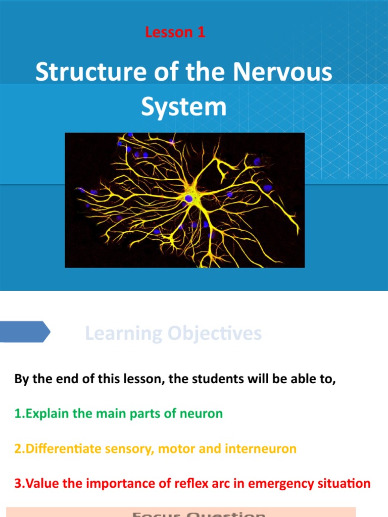 Structure of The Nervous System: Lesson 1 | PDF | Action Potential | Neuron