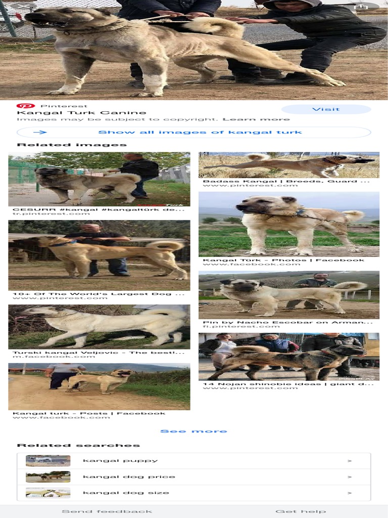 Kangal Turk - Google Search | PDF | Animal Breeding | Dog Breeds