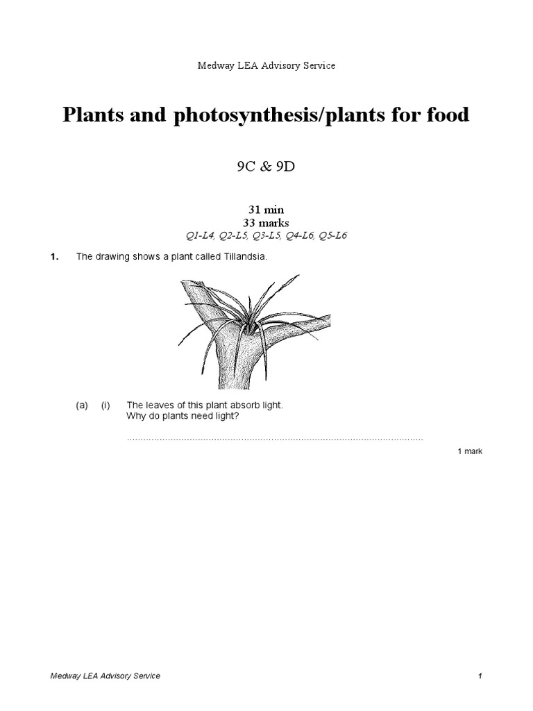 Year - 9 Photosynthesis | PDF | Leaf | Plants