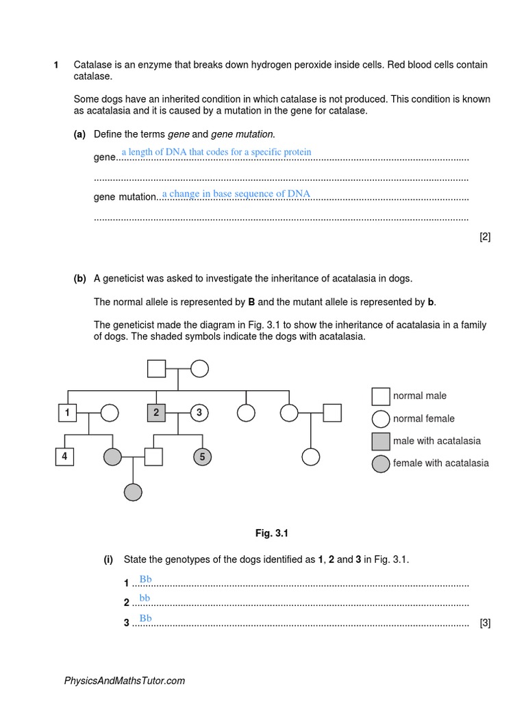 Inheritance 1 QP | PDF | Genetics | Ploidy