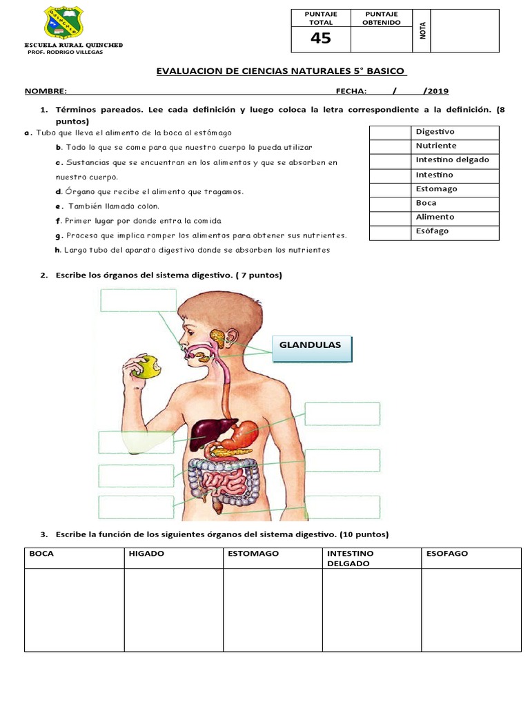 EVALUACION 5 BASICO Ciencias Naturales - SISTEMA DIGESTIVO | PDF ...