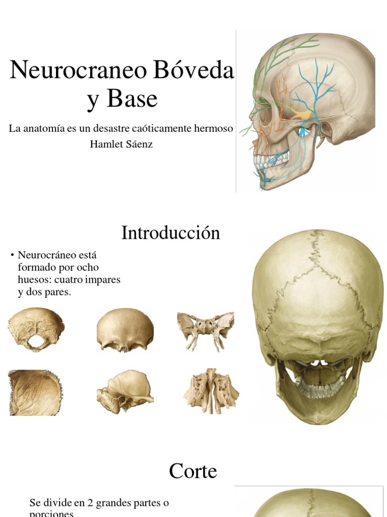 Neurocraneo Boveda y Base Hamlet CLASE SIUUuuu | PDF | Cráneo | Anatomía humana