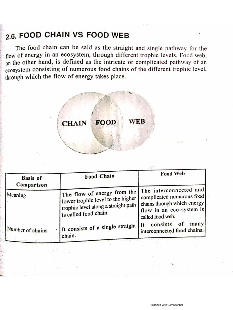 Food Chain | PDF