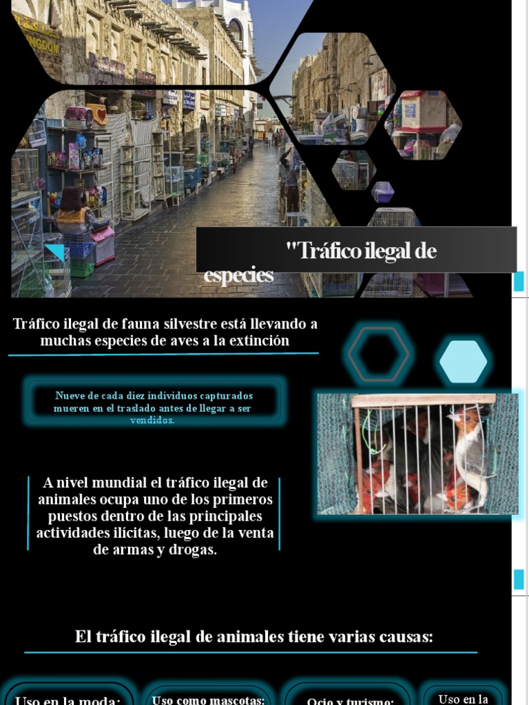 Trafico de Animales | PDF | Especie en peligro | Fauna