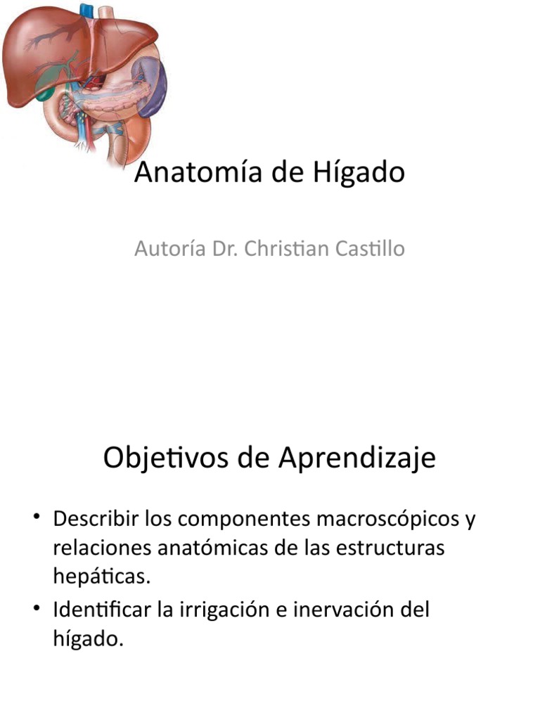 Anatomía Hepática y Esplénica | PDF | Hígado | Abdomen