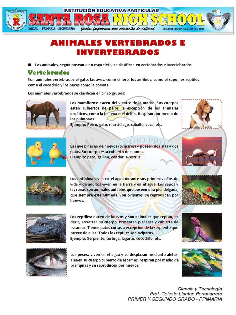Animales Vertebrados e Invertebrados 2° grado | PDF | Vertebrados | Reptil
