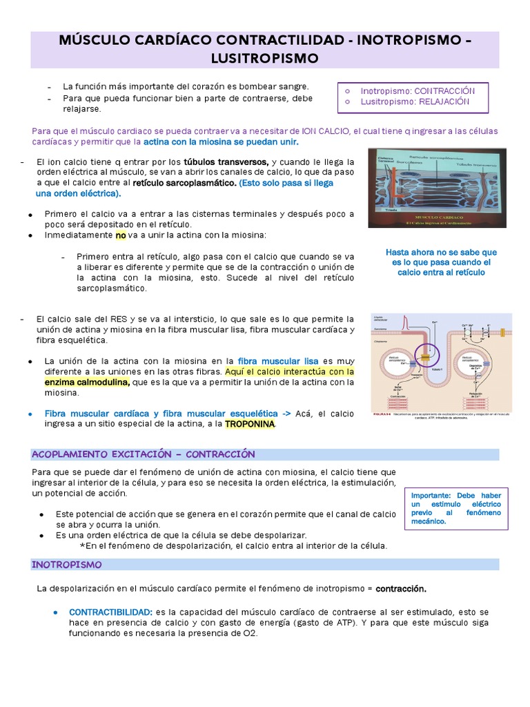 Músculo Cardíaco Contractilidad - Inotropismo - Lusitropismo | PDF ...