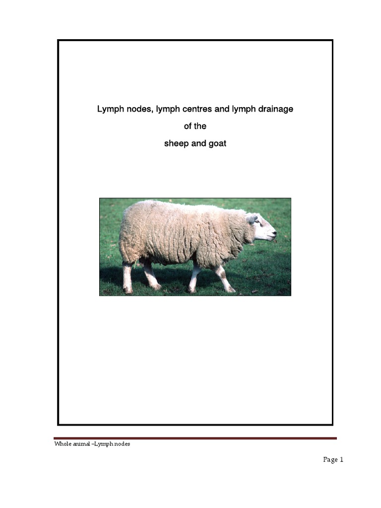 Ovine & Caprine Lymph Nodes | PDF | Thorax | Aorta