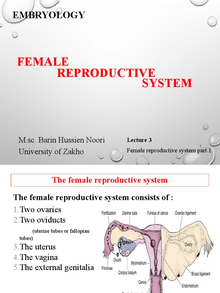 Overview of the Female Reproductive System | PDF | Ovary | Menstrual Cycle