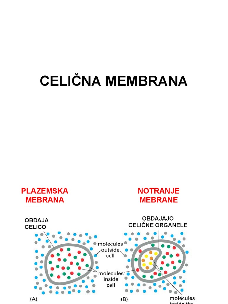 Celicna Membrana | PDF