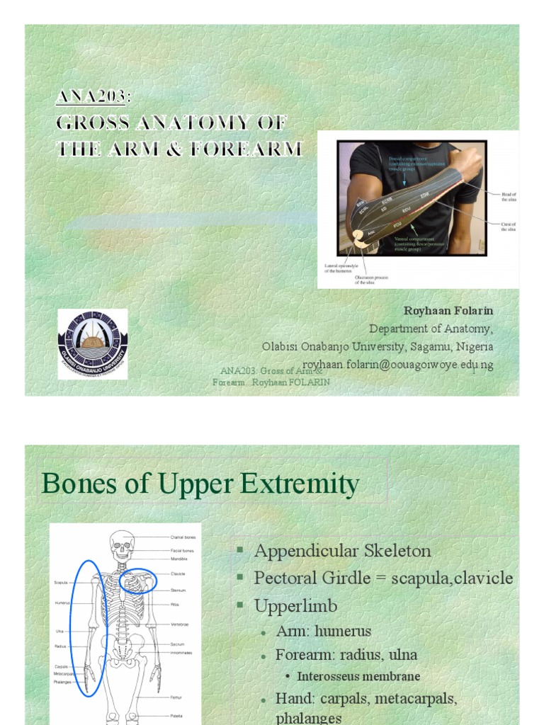 Gross Anatomy of Arm & Forearm OFR ANA203 | PDF | Arm | Elbow