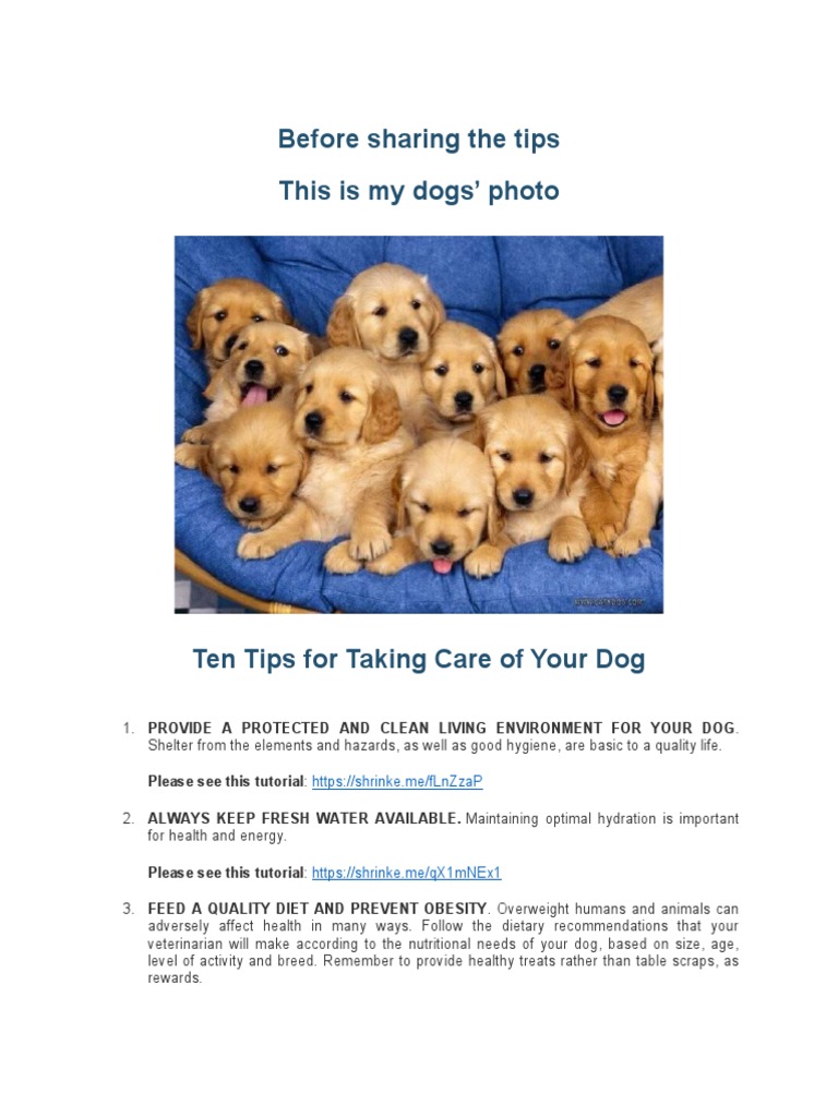 Ten Tips For Taking Care of Your Dog | PDF | Dogs | Pet