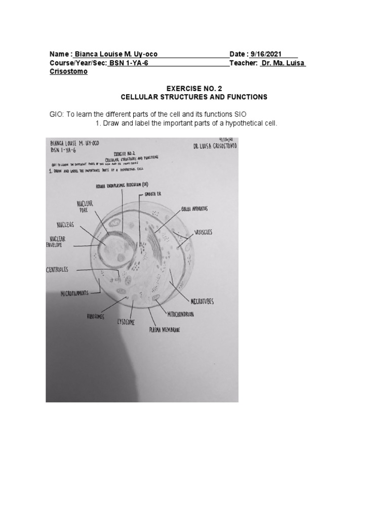WEEK 3 LAB EXERCISE - Cell Structures and Functions - UY-OCO | PDF ...